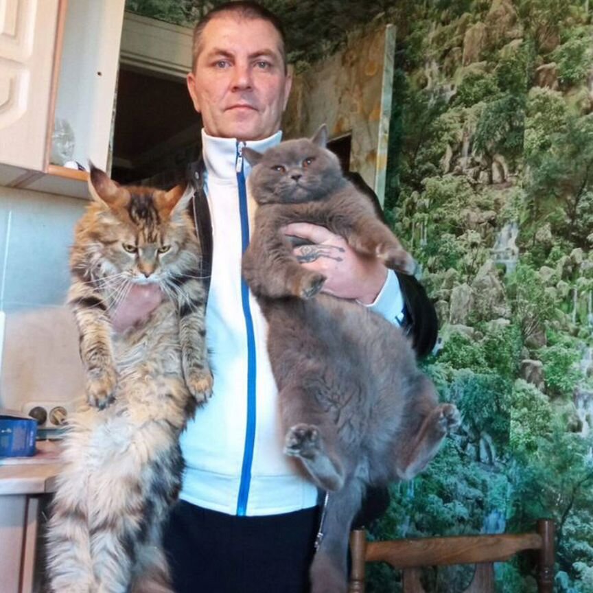 Британский короткошёрстный, взрослый кот