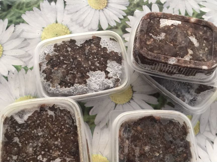 Кошачья радость