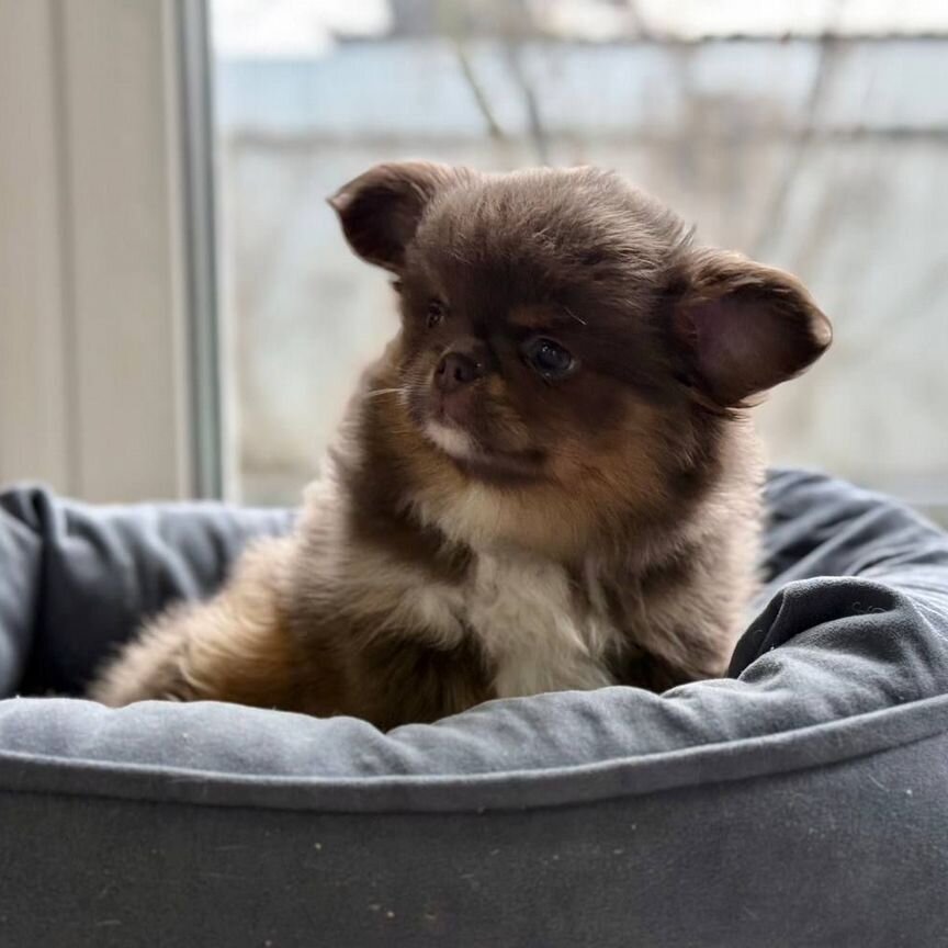 Чихуахуа, щенок