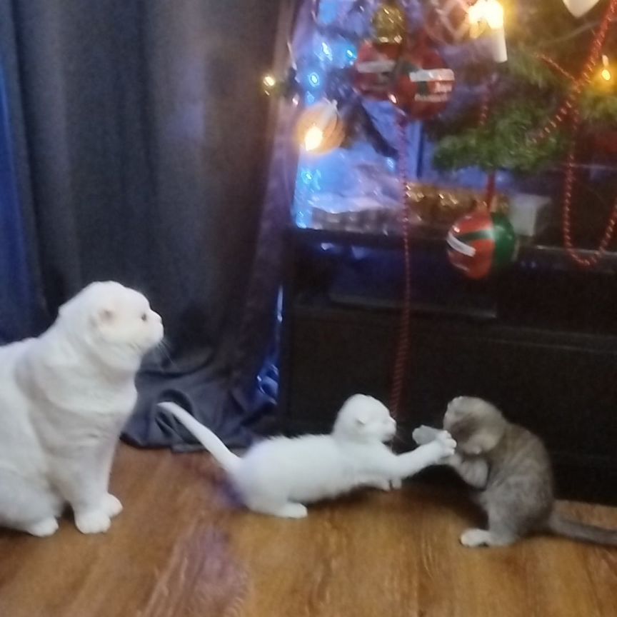 Котята шотландские вислоухиеесть разноглазый