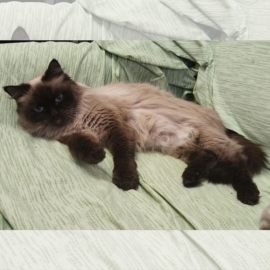 Взрослая, Девочка кошка в добрые руки