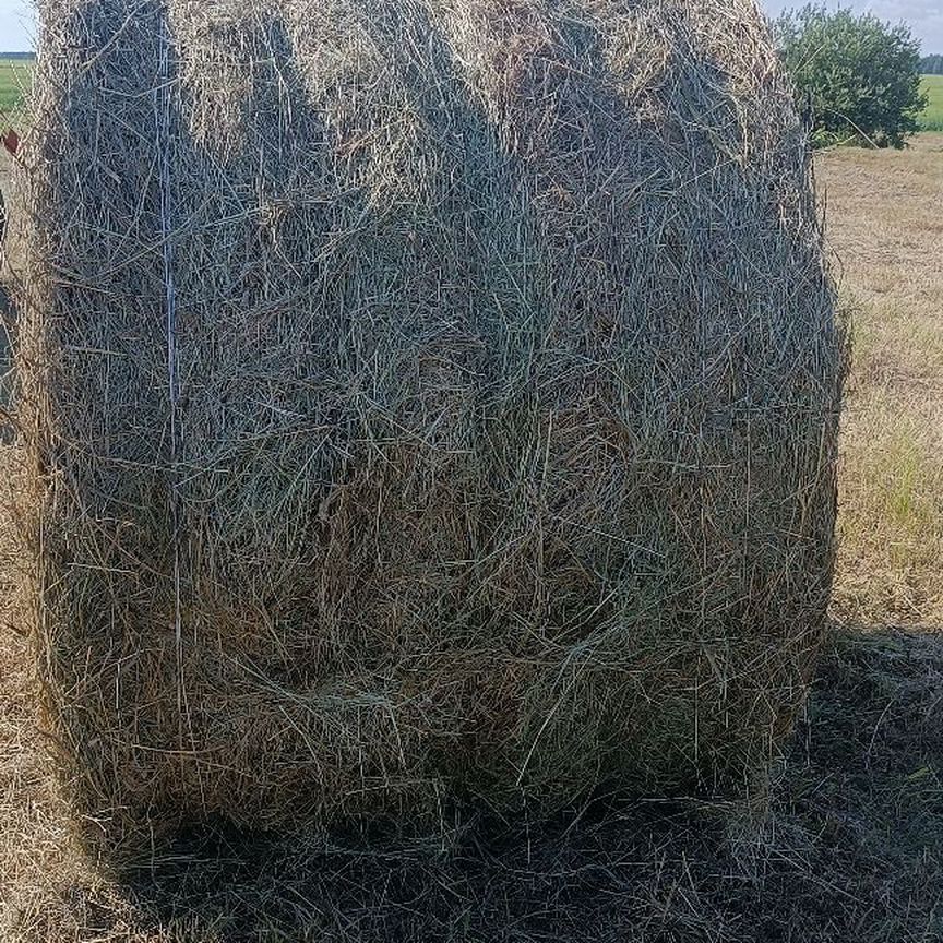 Сено