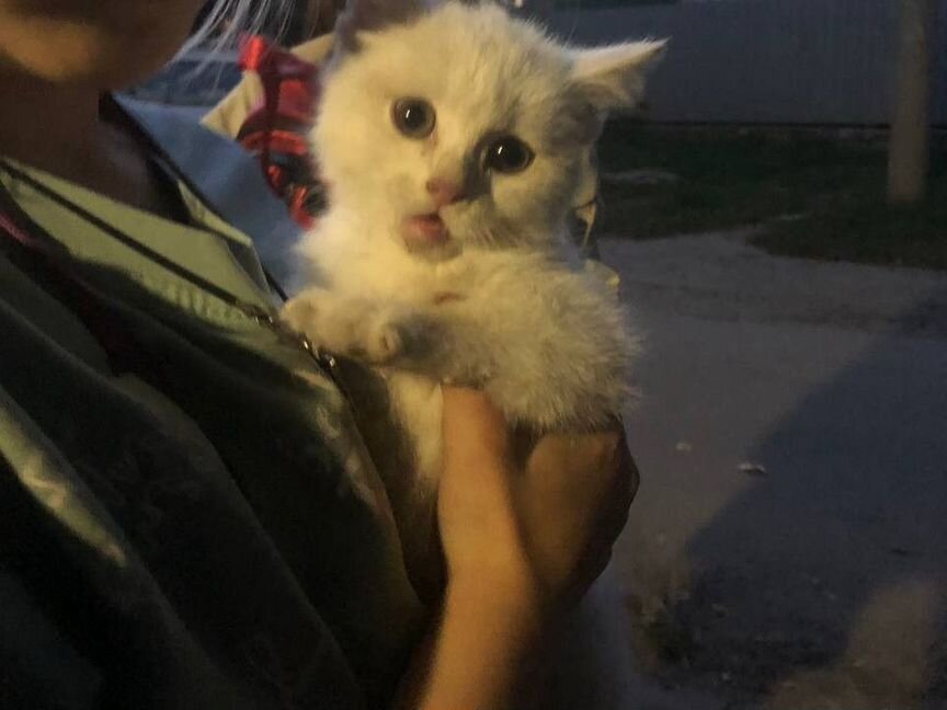 Котята в добрые руки даром