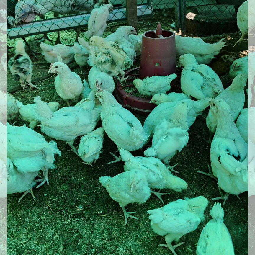 Цыплята несушек помесные