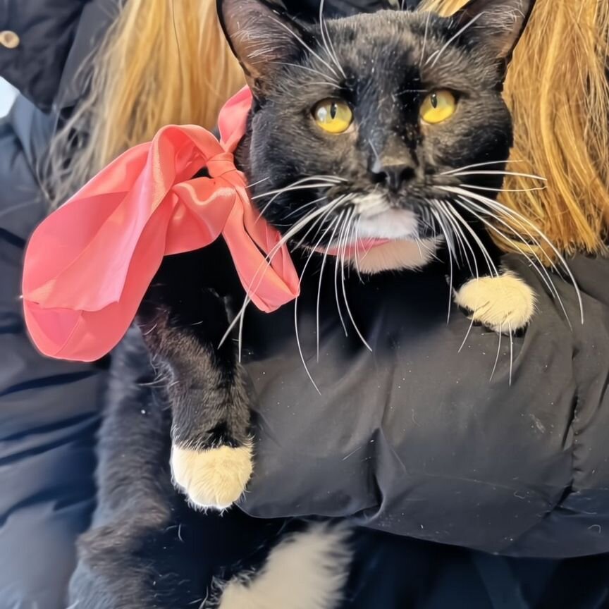 Взрослый кот в добрые руки