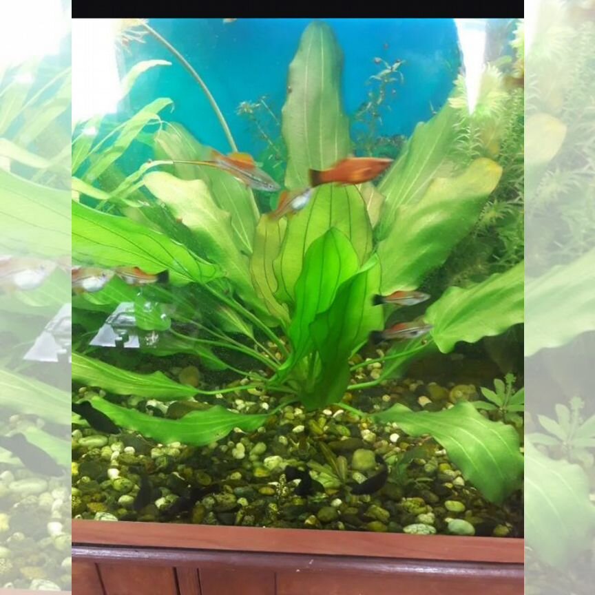 Аквариумные растения