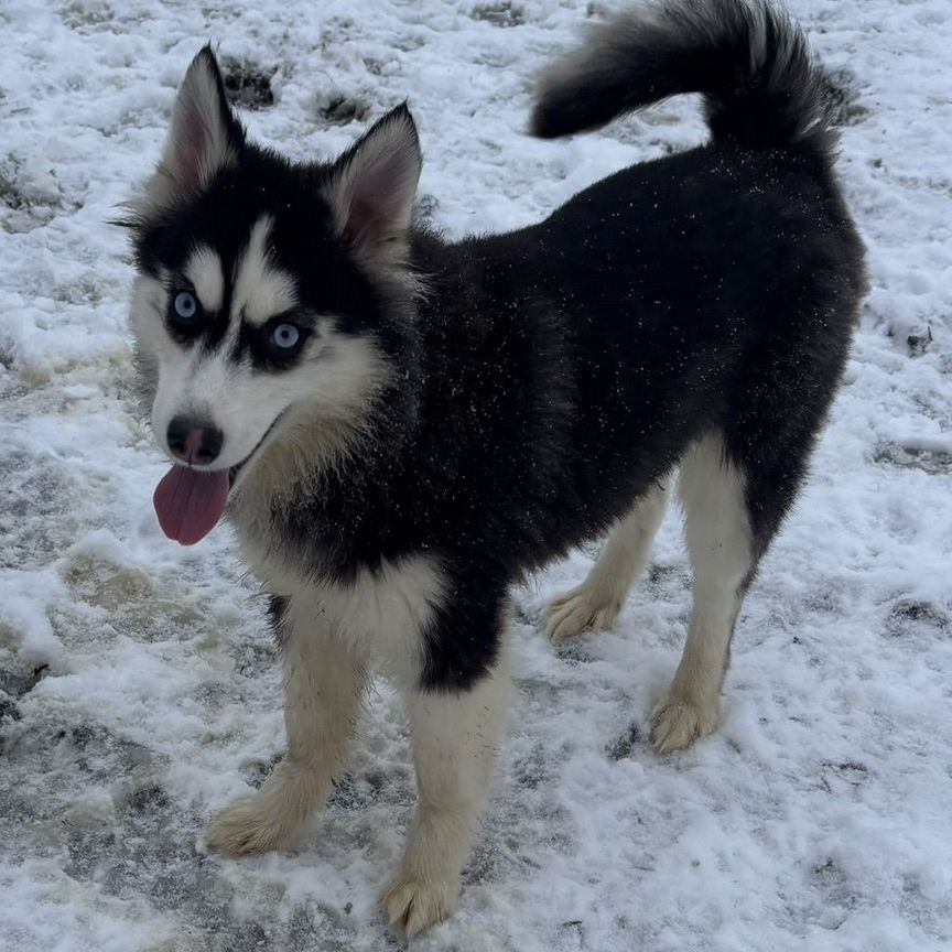 Помски, щенок