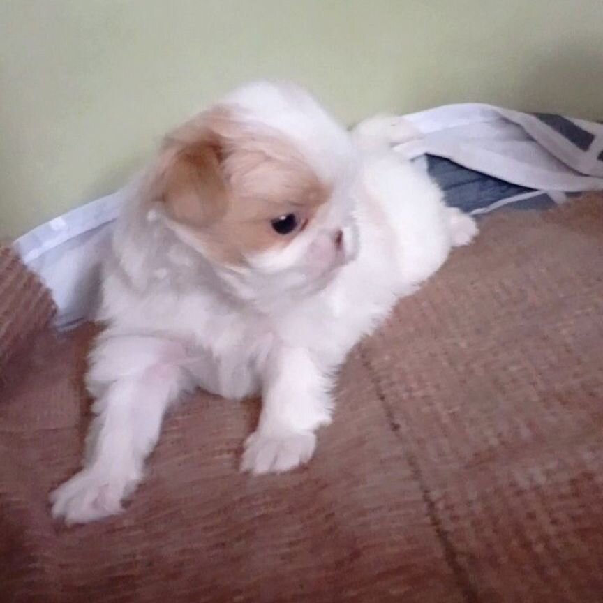 Нежные Япончики