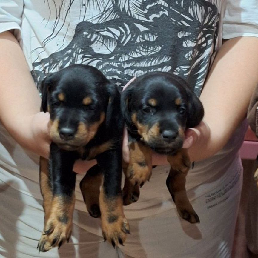 Щенки ягдтерьера