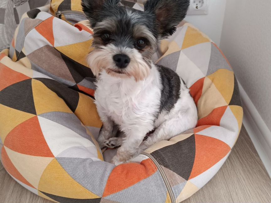 Бивер йорк, мальчик, 5 лет