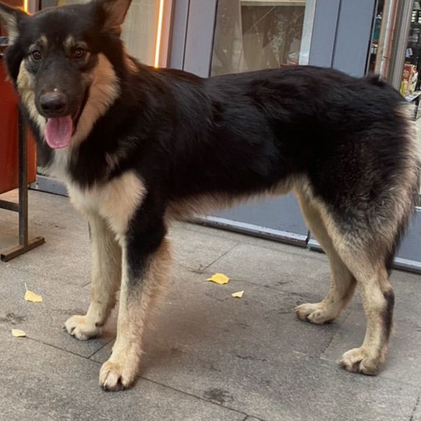 Собака ищет дом