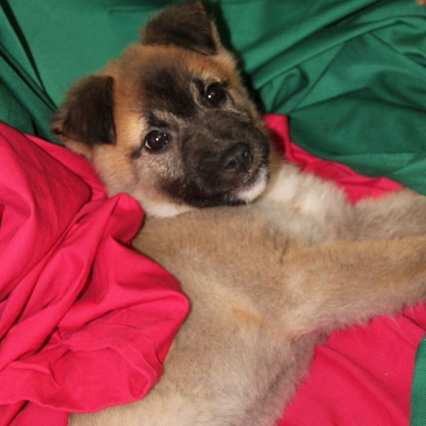 Щенок от частного владельца