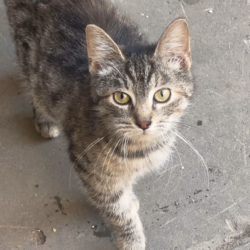 Котёнок ждёт спасителя