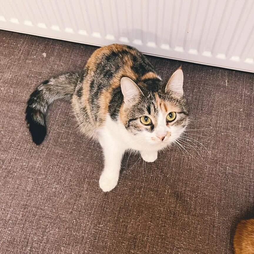 Кошечка Моня в самую добрую семью