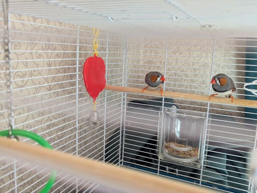 Зебровые амадины самцы с клеткой + допы