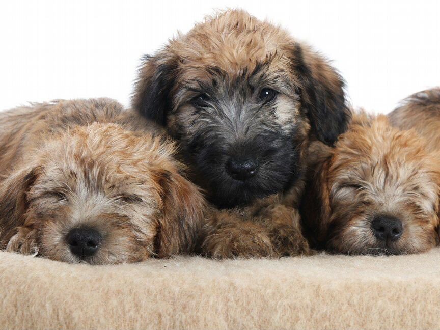 Щенки лохматых терьеров