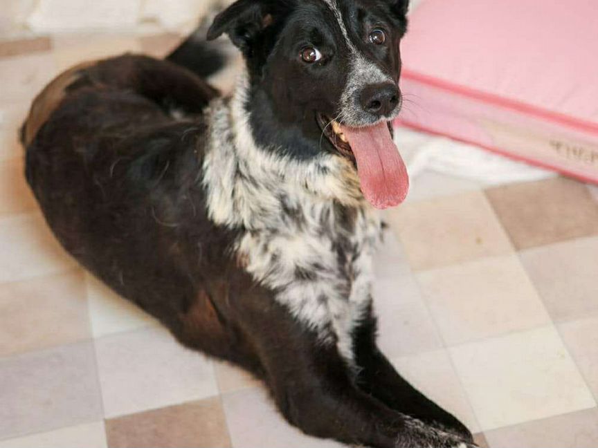 Метис курцхаара в добрые руки