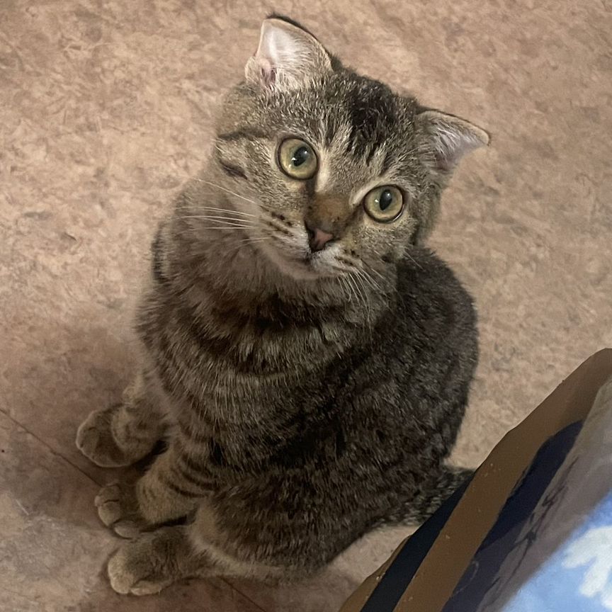 Шотландский вислоухий короткошёрстный котёнок