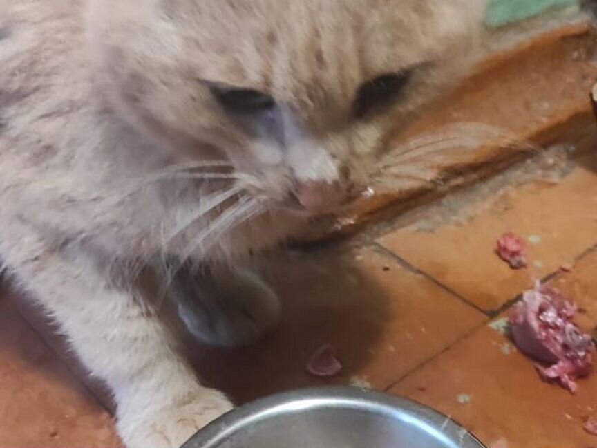 Котик