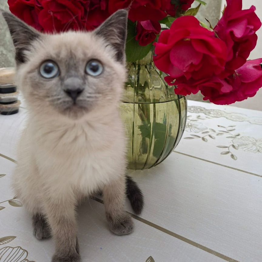 Котёнок в добрые руки