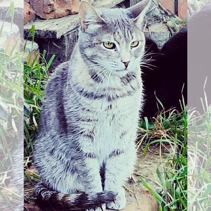 Кошка Марфа