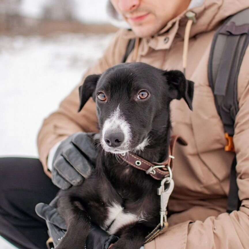 Собачка ищет дом