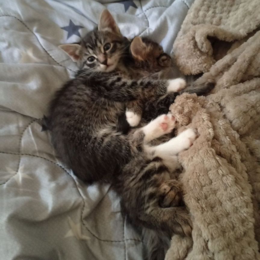 Котята в добрые руки бесплатно