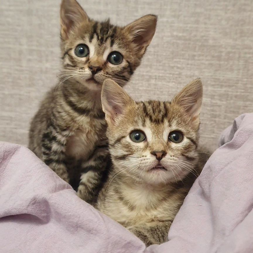 Котята