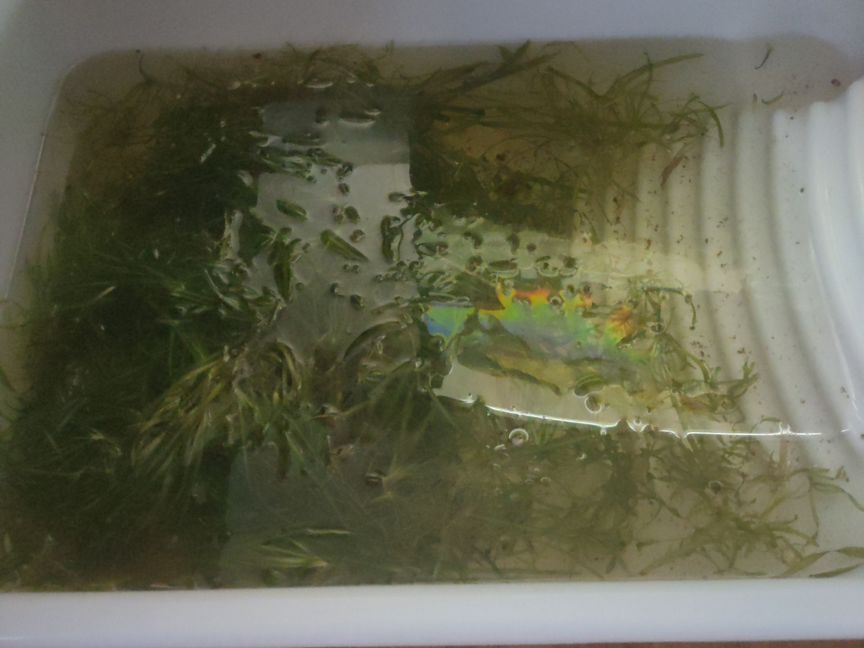 Валиснерия