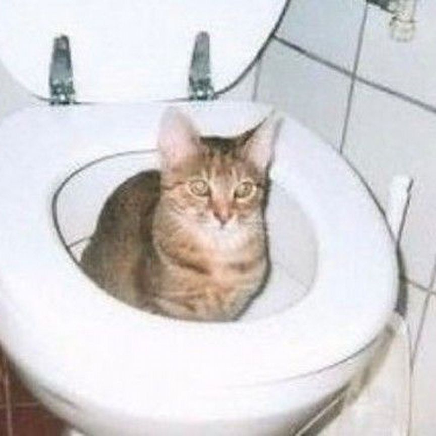 Кот Стёпа