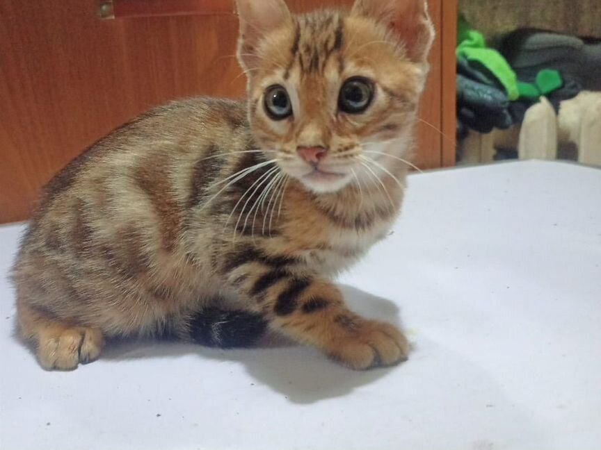 Бенгальские котята