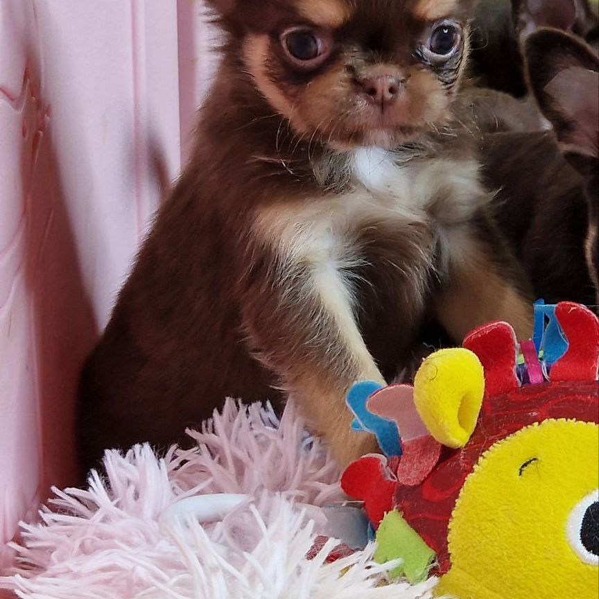 Чихуахуа мини девочка