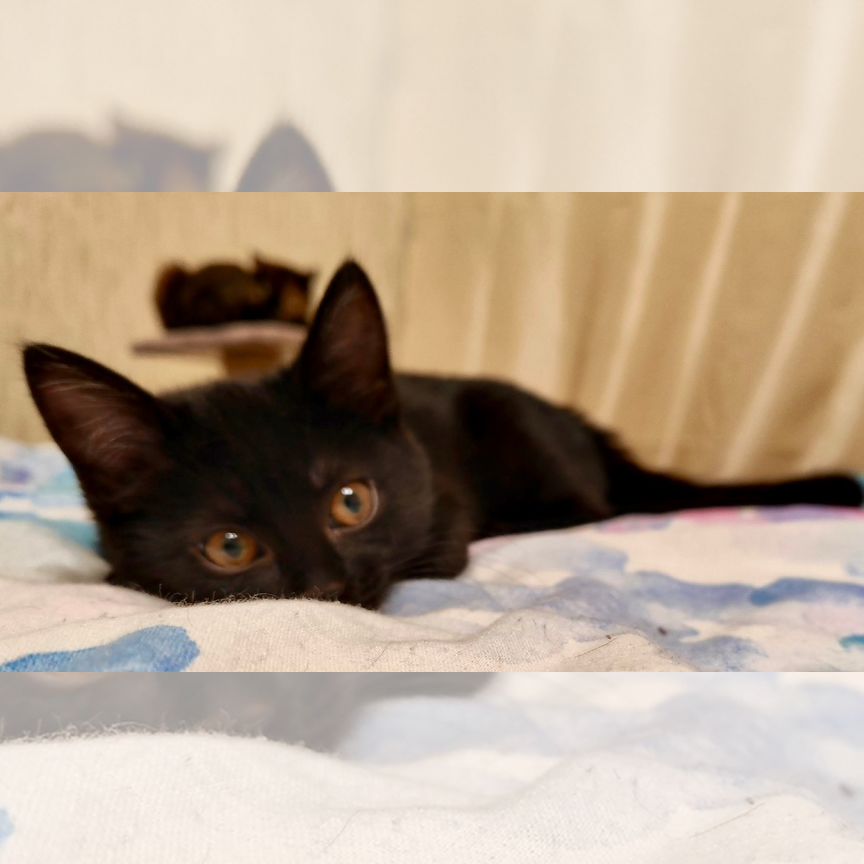 Алтайский котёнок