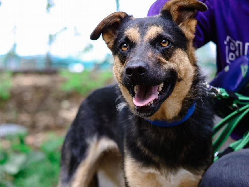 Помоги Корице стать домашней