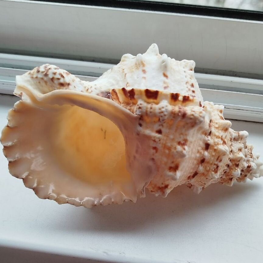 Ракушка рапан