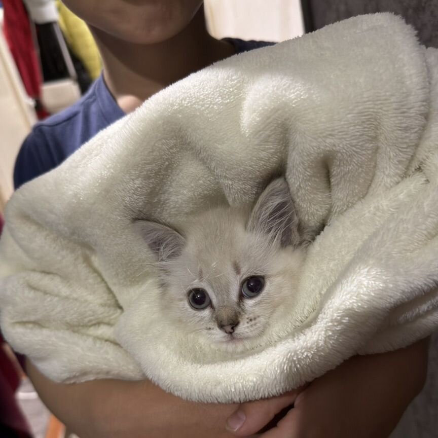 Отдам кошечку в добрые руки