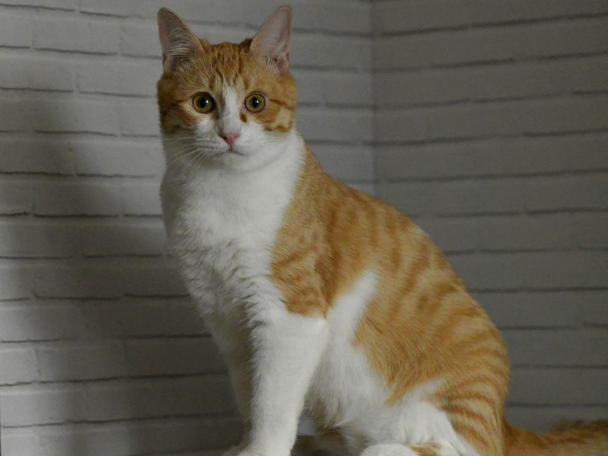 Рыжий кот Абрикос ищет семью
