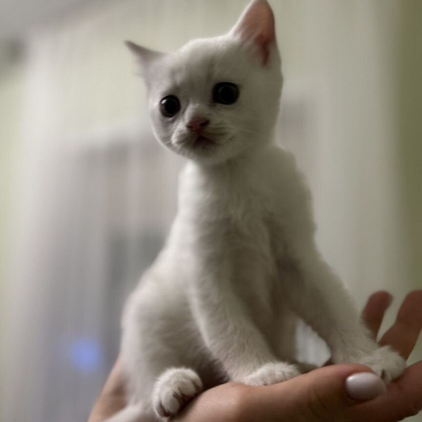 Котята в добрые руки приучены к лотку