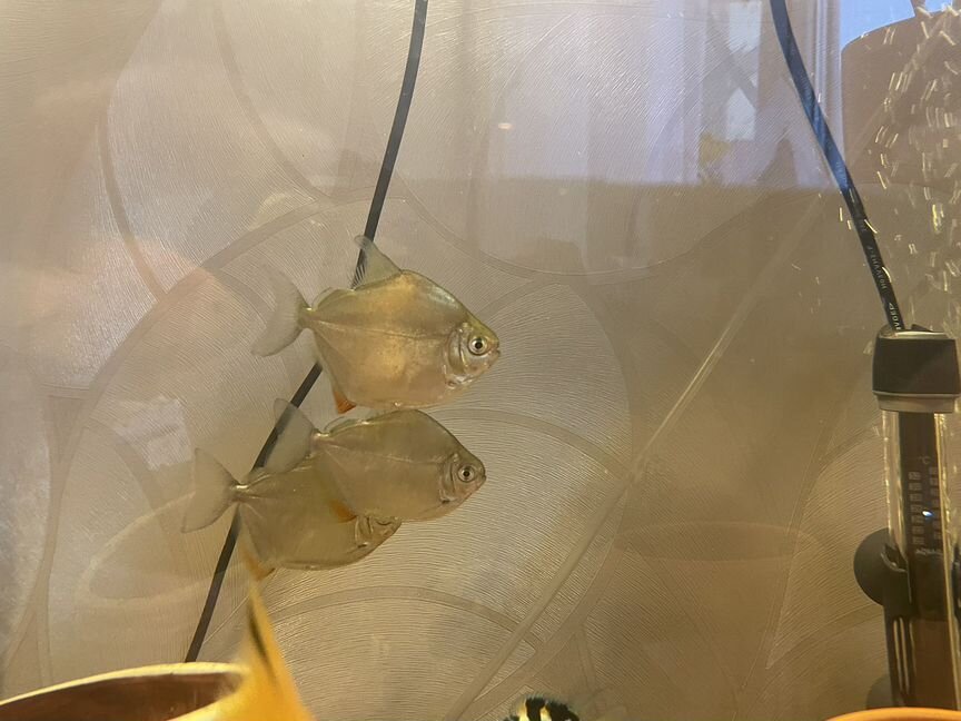 Пиранья травоядная 3шт 6-7 см