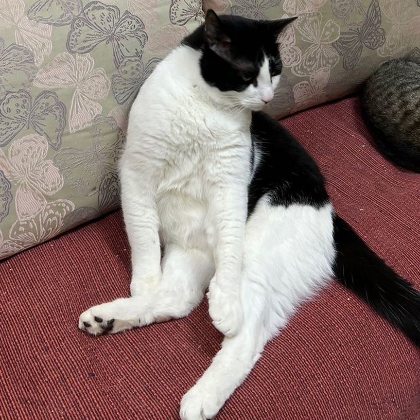 Огромный добрый кот