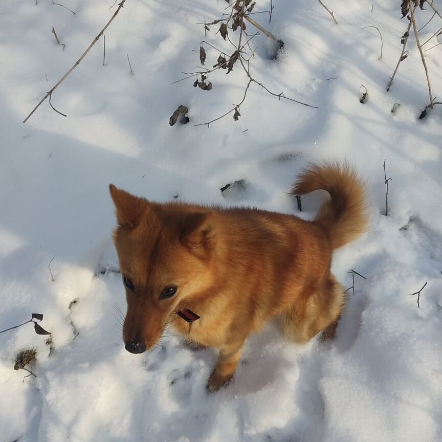 Карело финская лайка вязка