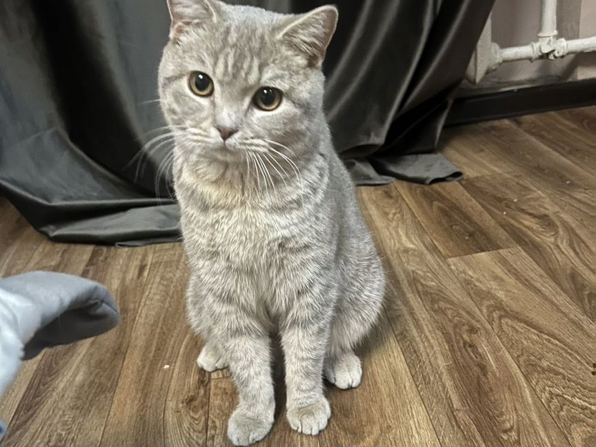 Британский кот на вязку