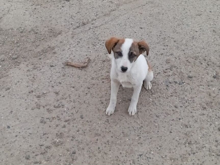 Собака в добрые руки