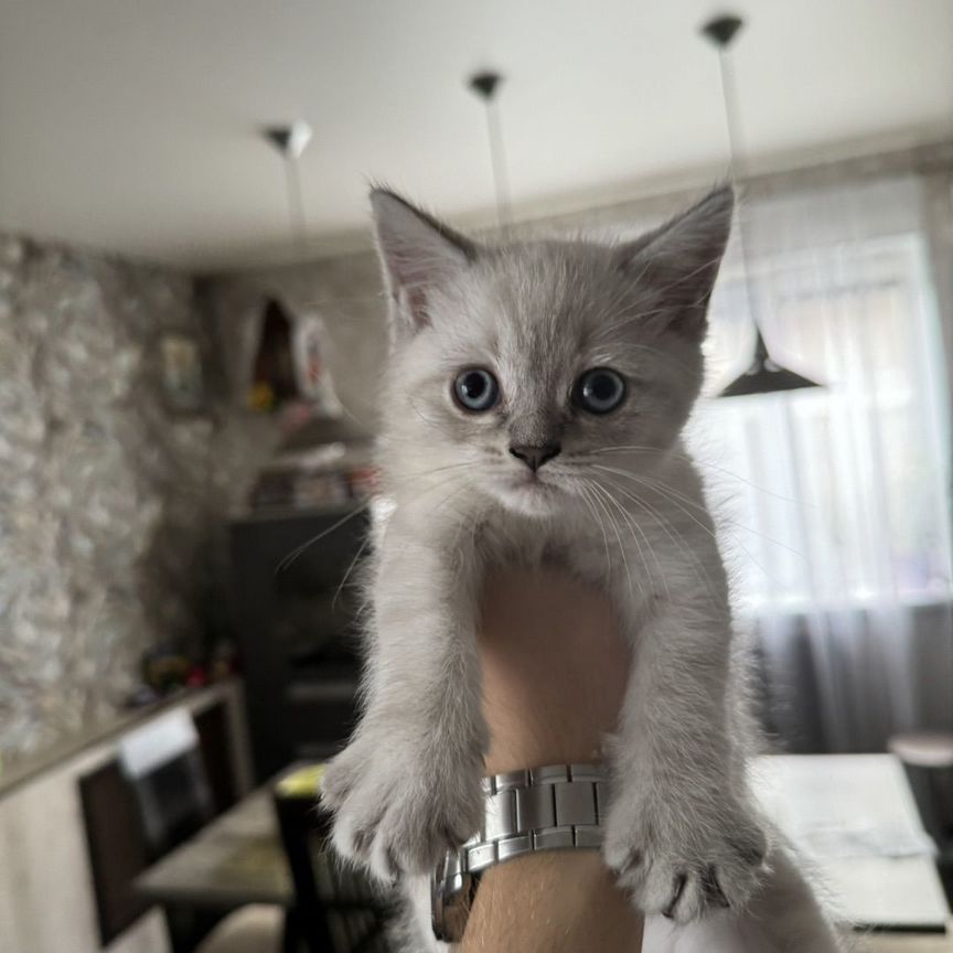 Шотладские котята
