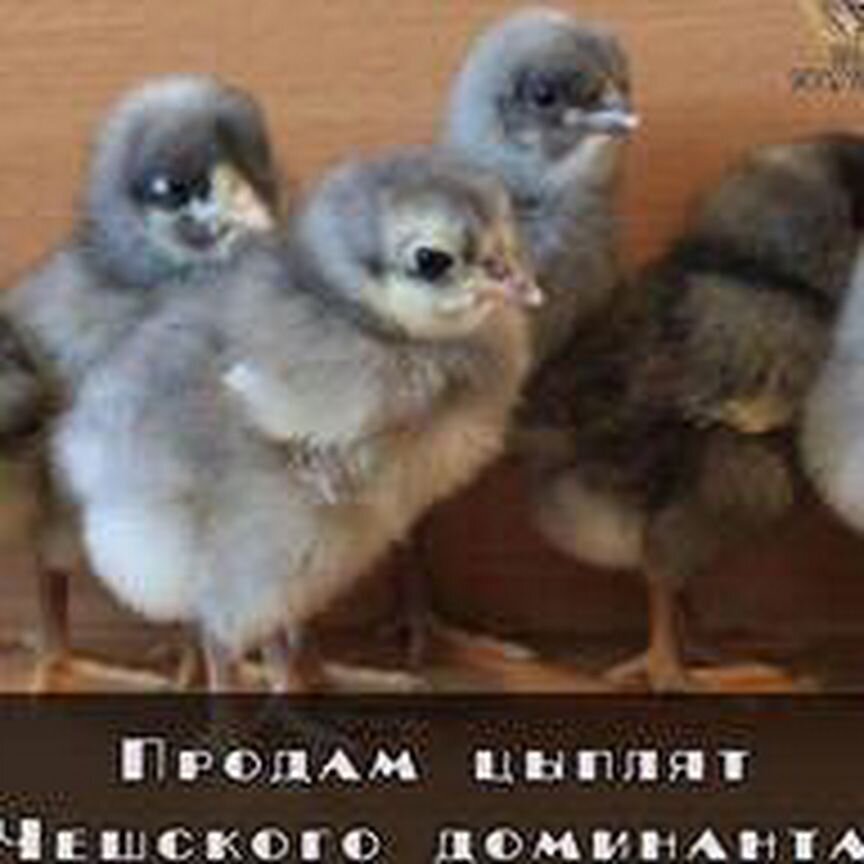 Цыплята