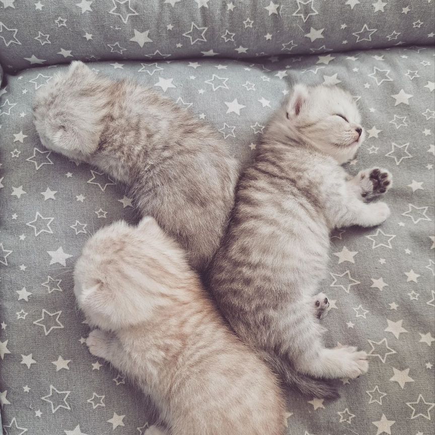 Шотландские котята
