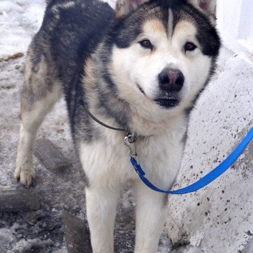 Мальчик в добрые руки