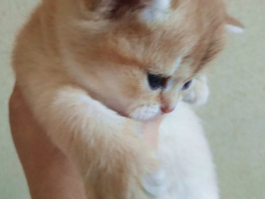 Котята золотая шиншилла
