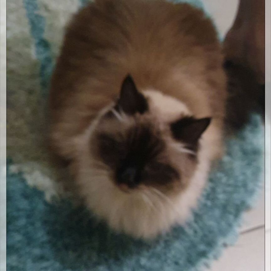 Бирманская, взрослая кошка