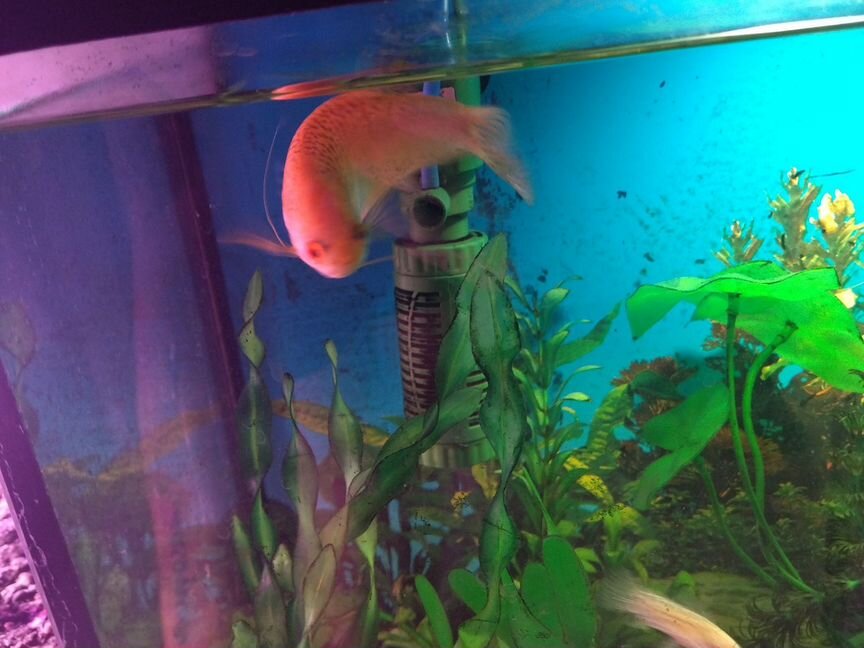 Живая рыба гурами золотой, самка